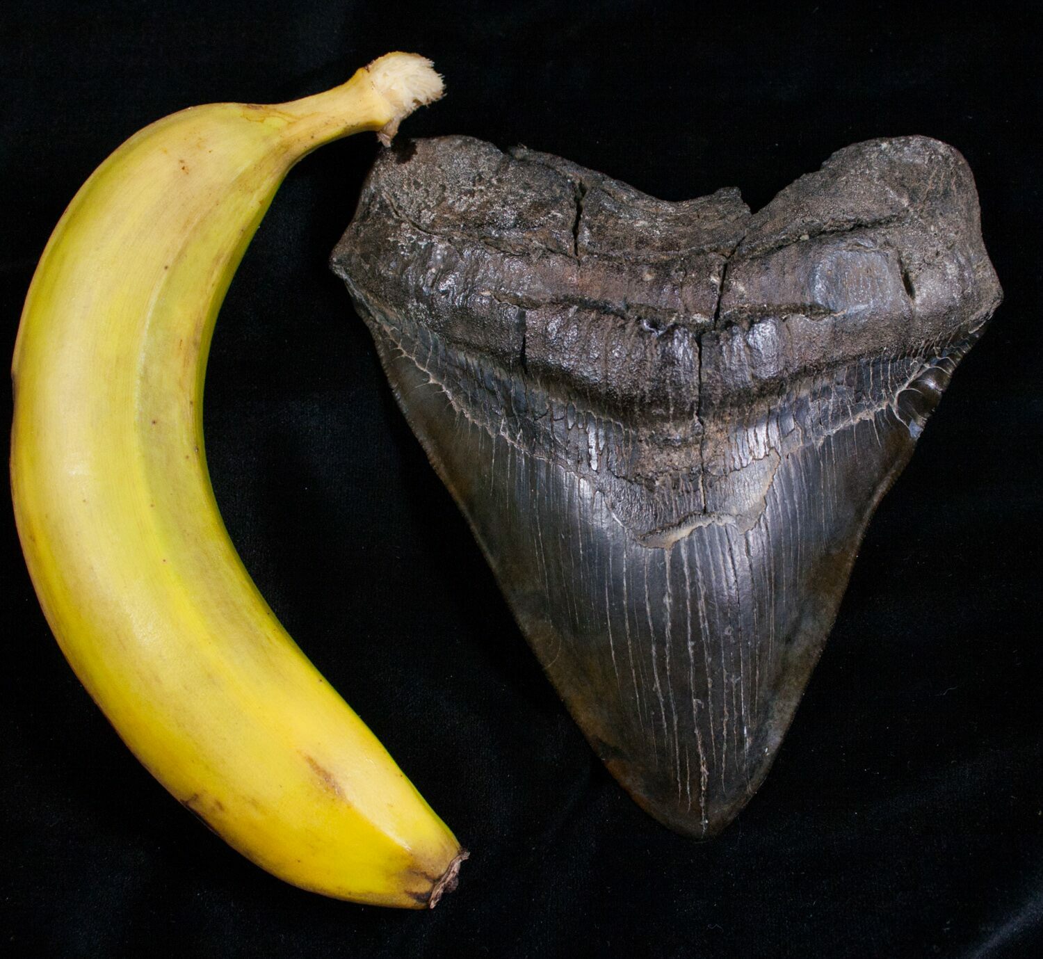 Extremely Wide 6 13 Megalodon Tooth For Sale 5726 FossilEra