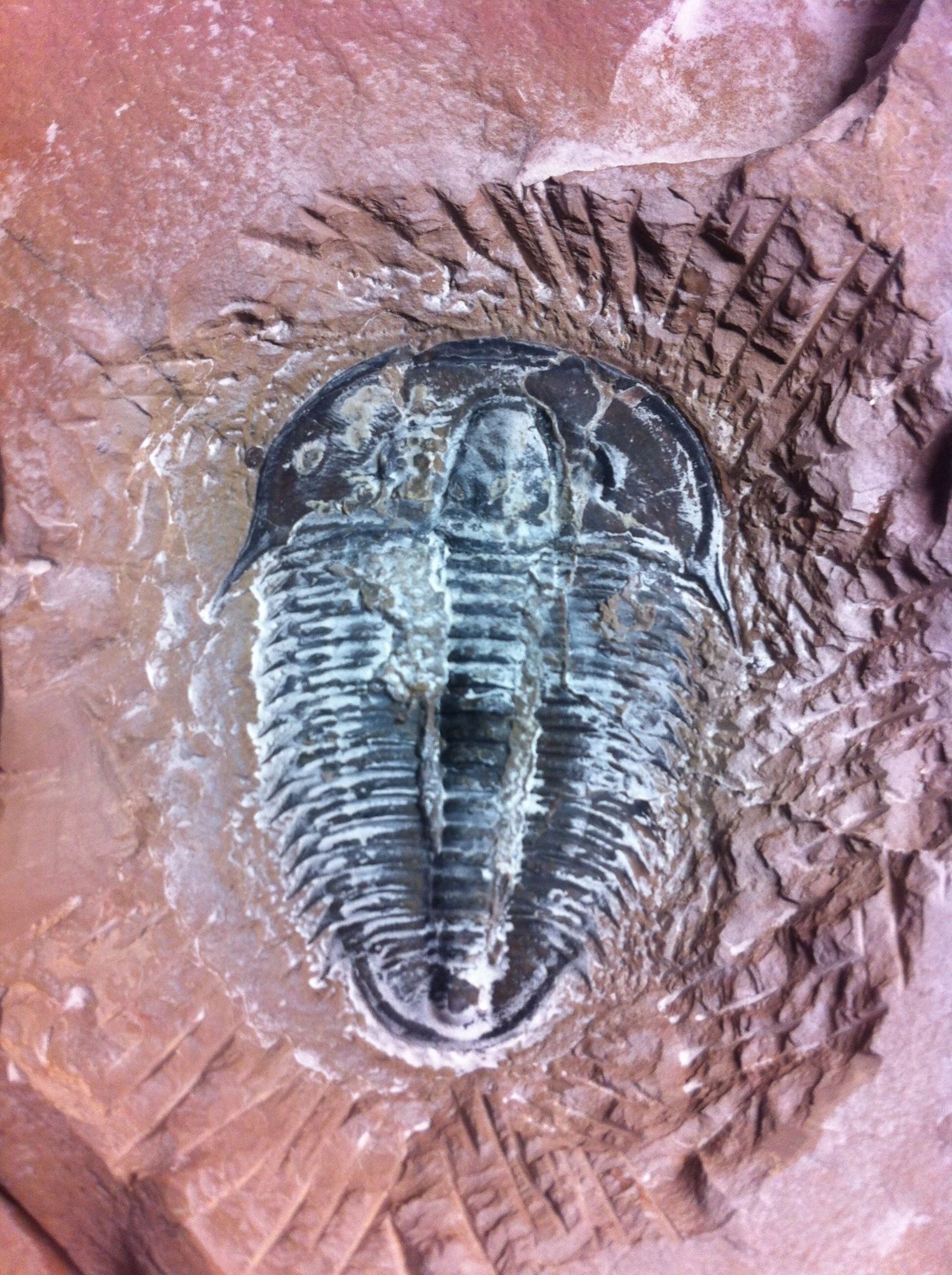 Utaspis Trilobite Preparation Sequence - FossilEra.com