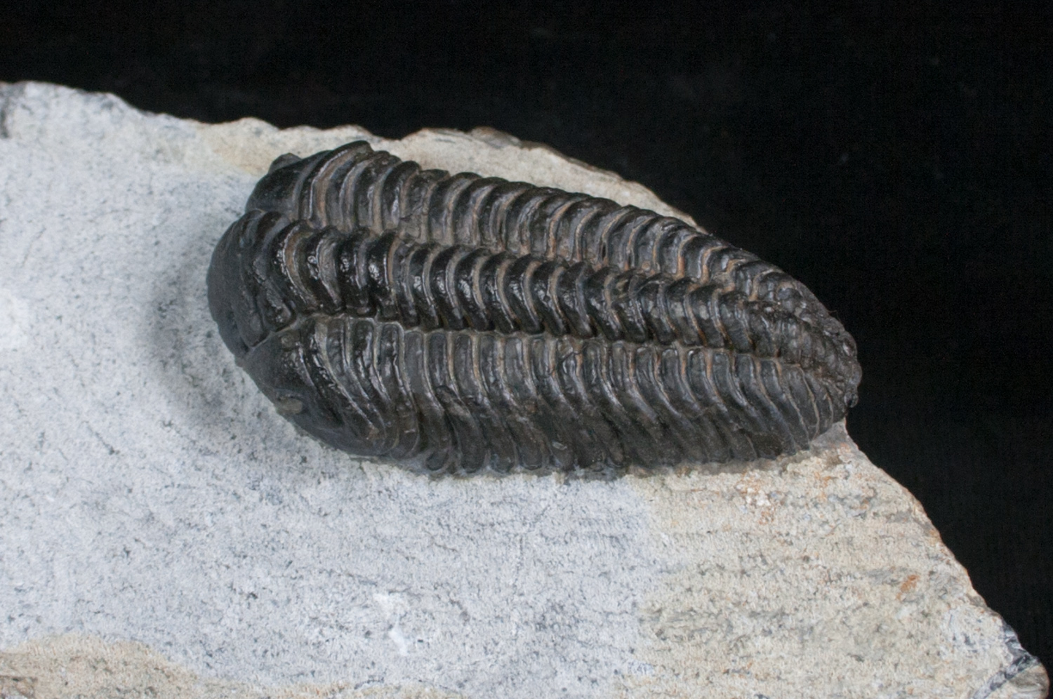 Preparation Sequence - Norwegian Pliomera Trilobite - FossilEra.com