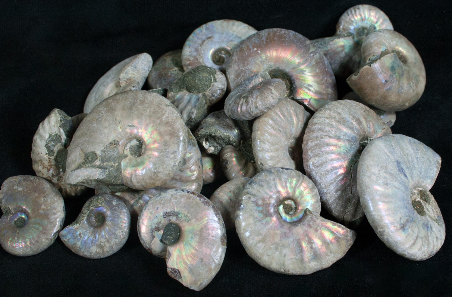 January Free Fossils For Teachers - Ammonites - FossilEra.com