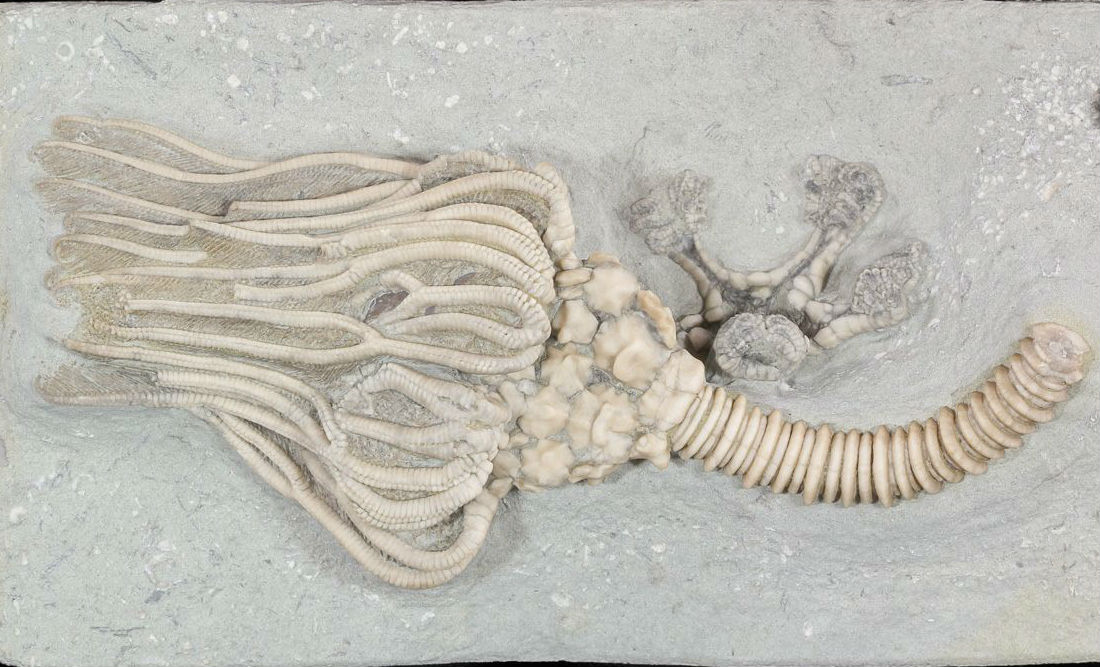 Crinoid Fossils For Sale - FossilEra.com