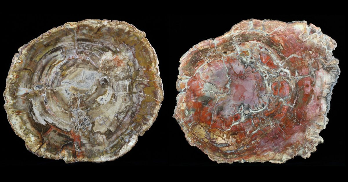 Petrified Wood For Sale - FossilEra.com