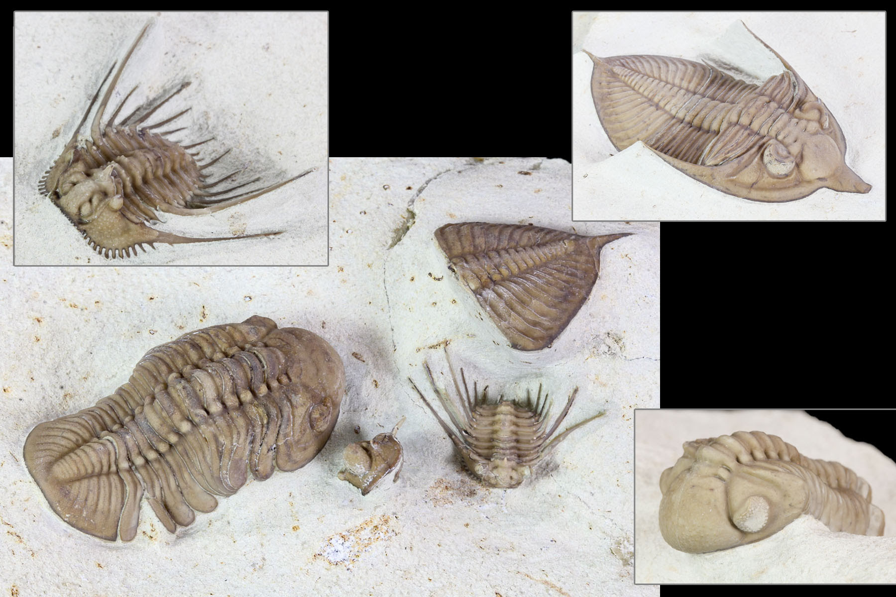 Trilobite Fossils For Sale - FossilEra.com