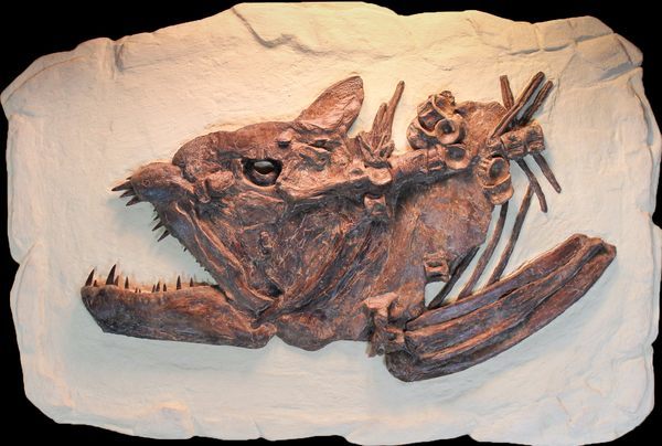Xiphactinus, Terror Of The Inland Seaway - FossilEra.com