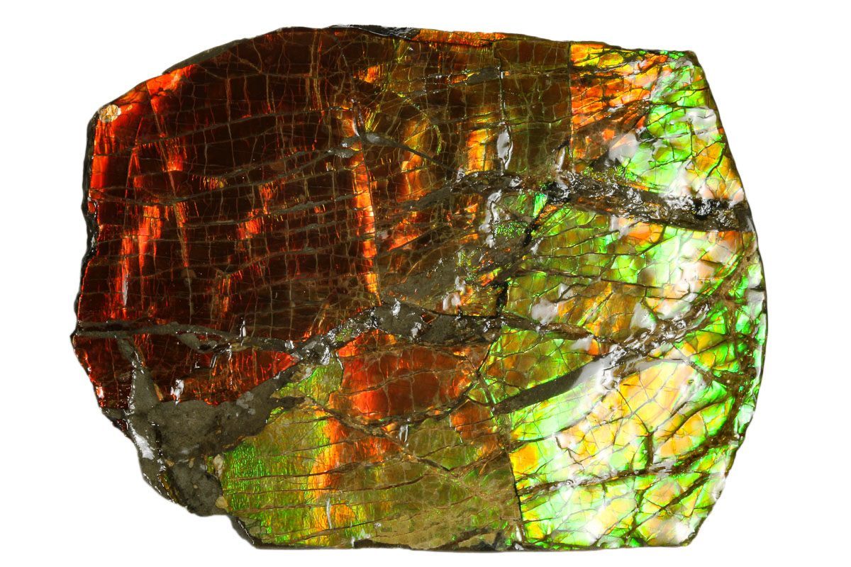 Ammolite For Sale - FossilEra.com