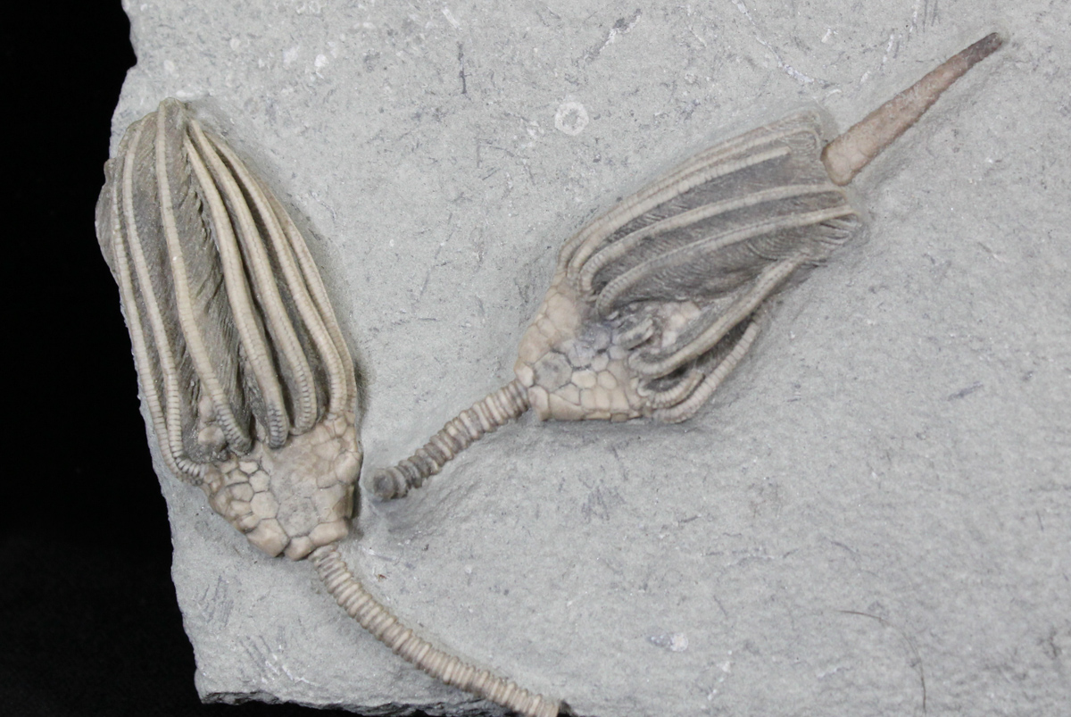 About Crinoids - FossilEra.com