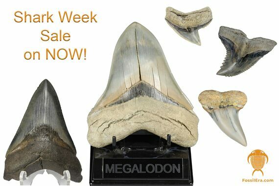 Fern Fossil From Mazon Creek - 300 Million Years Old For Sale (#2886 ...