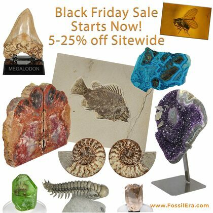 Salenia Urchin Fossil - Late Cretaceous For Sale (#5924) - FossilEra.com