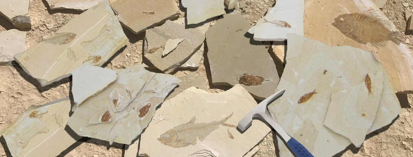 Where To Find Fossils? Fossil Parks & Pay-Per-Dig Quarries - FossilEra.com