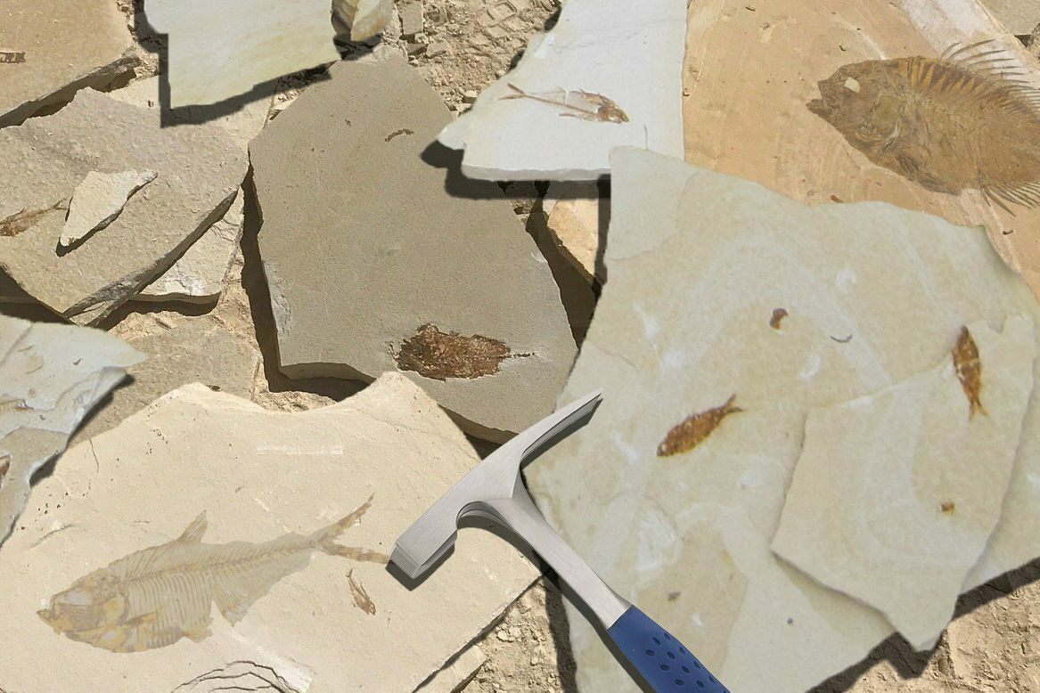 Dig Your Own Fossil Fish In Wyoming - Fossil Lake Safari - FossilEra.com