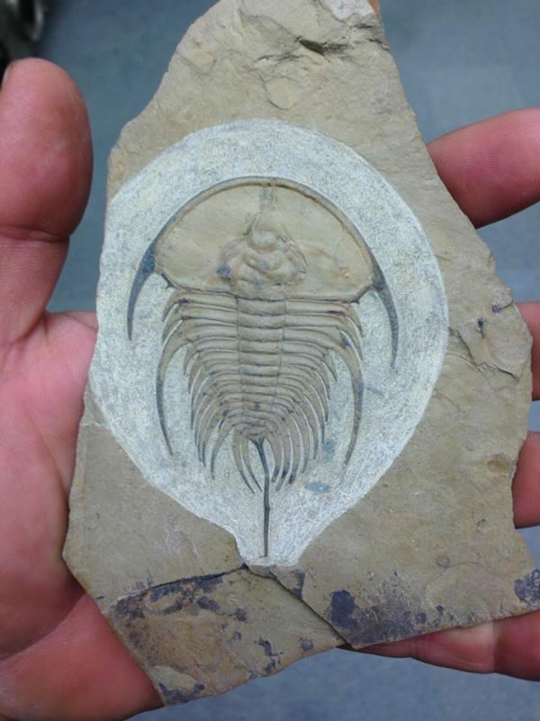 Trilobite - Olenellus nevadensis - Lower Cambrian - Nevada - [OS ...
