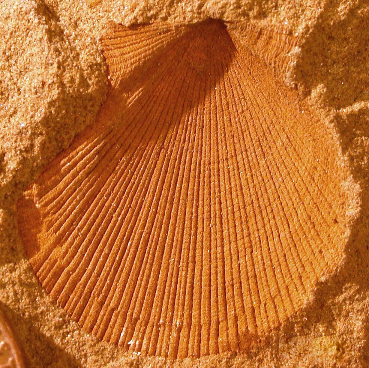 Fossils What Is A Fossil FossilEra