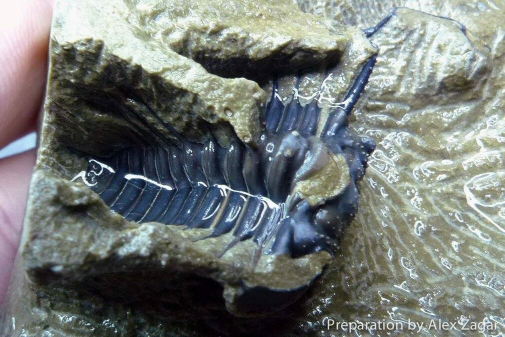 Trilobite Preparation Sequence - Spiny Koneprusia - FossilEra.com