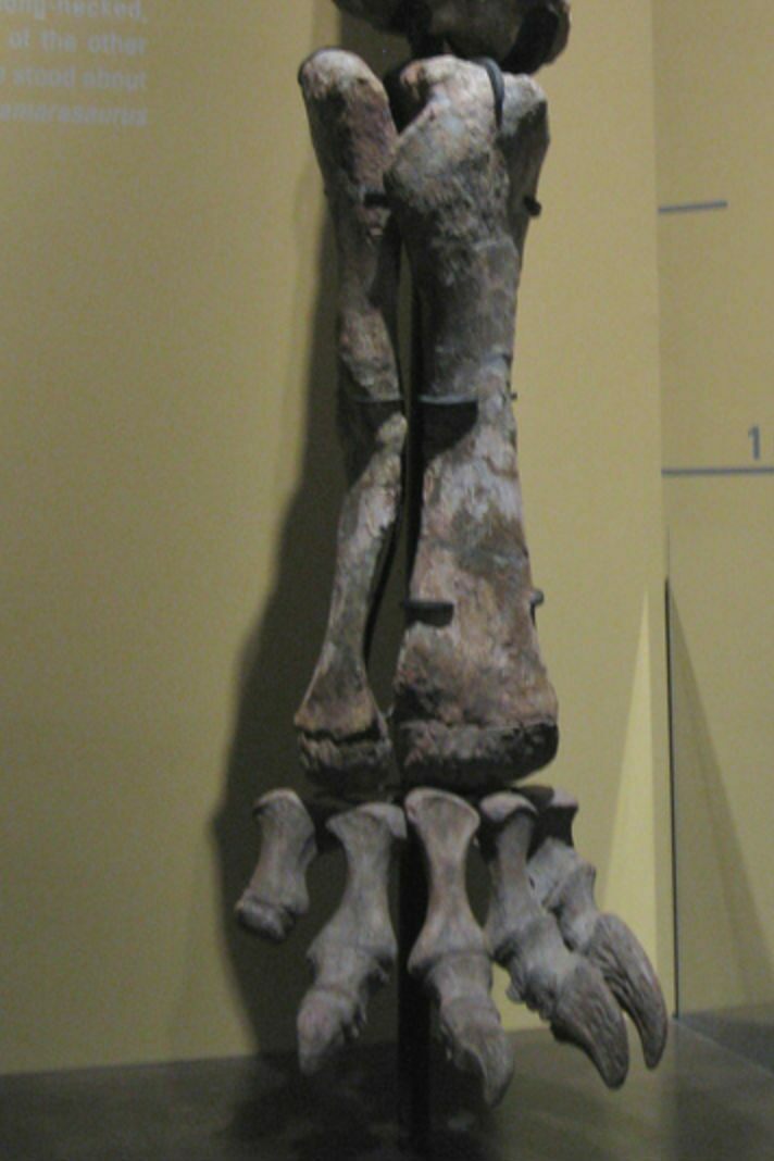 6.6" Sauropod (Camarasaurus) Dinosaur Claw - Colorado For Sale (#26871 ...