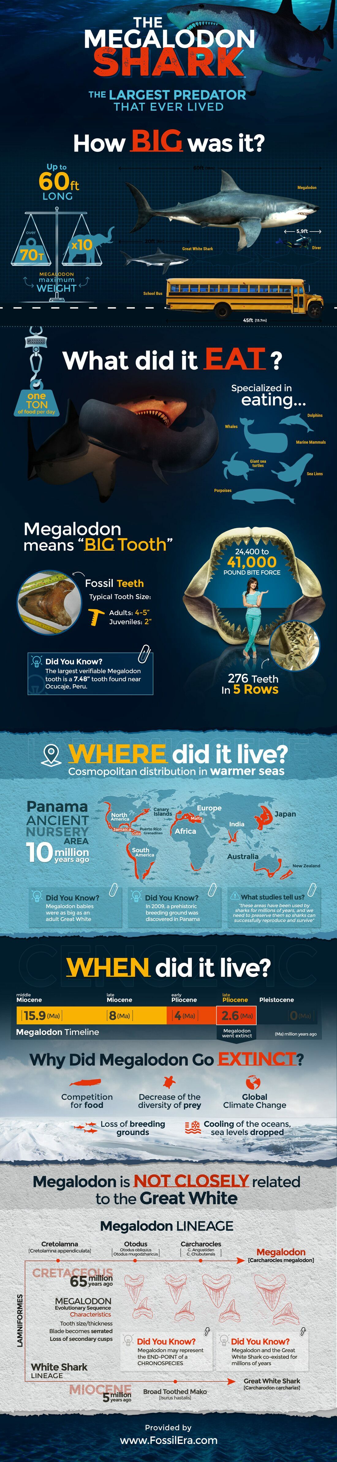 Megalodon Shark Infographic - FossilEra.com