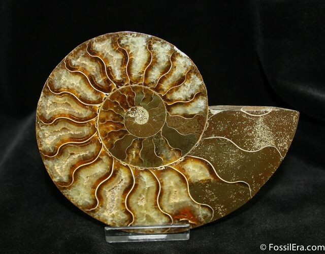 About Ammonites - FossilEra.com