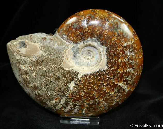 About Ammonites - FossilEra.com