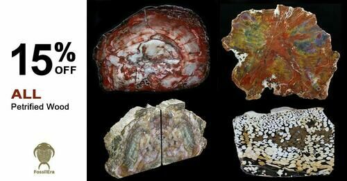 About Mosasaurus & Mosasaurs - FossilEra.com