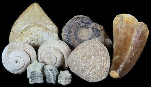 About Dinosaur Teeth - FossilEra.com