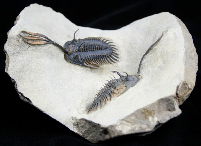 Show And Tell - Double Walliserops Trilobite Plate - FossilEra.com