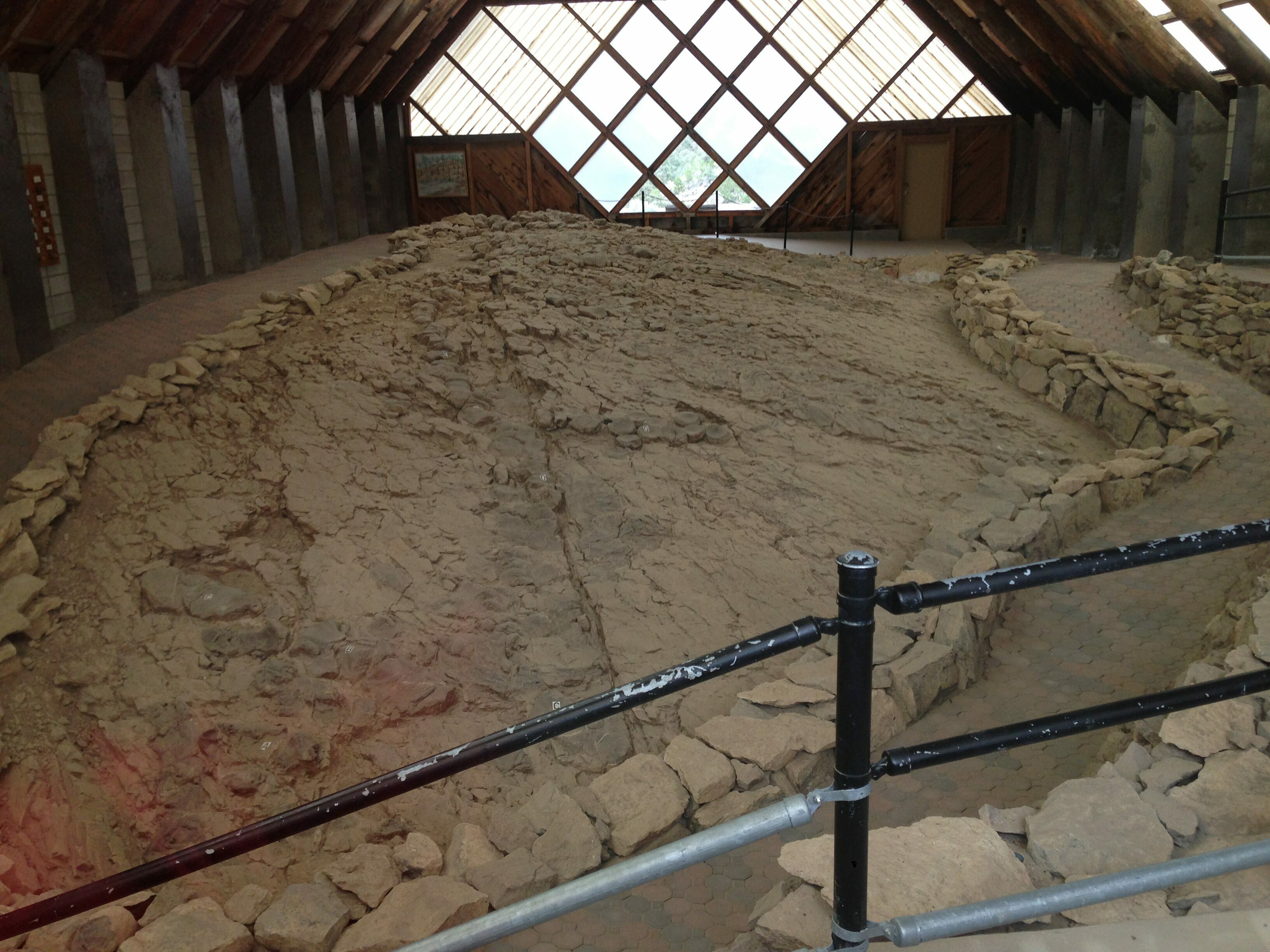 Ichthyosaur Fossils For Sale - FossilEra.com