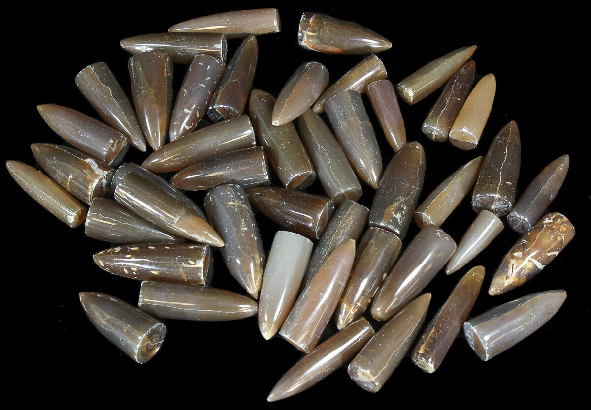 Bulk Polished Belemnites - 25 Pack For Sale - FossilEra.com