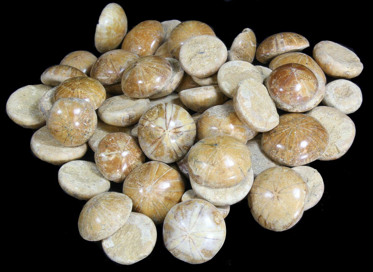 Bulk Polished Small Sand Dollars - Single Specimen For Sale - FossilEra.com