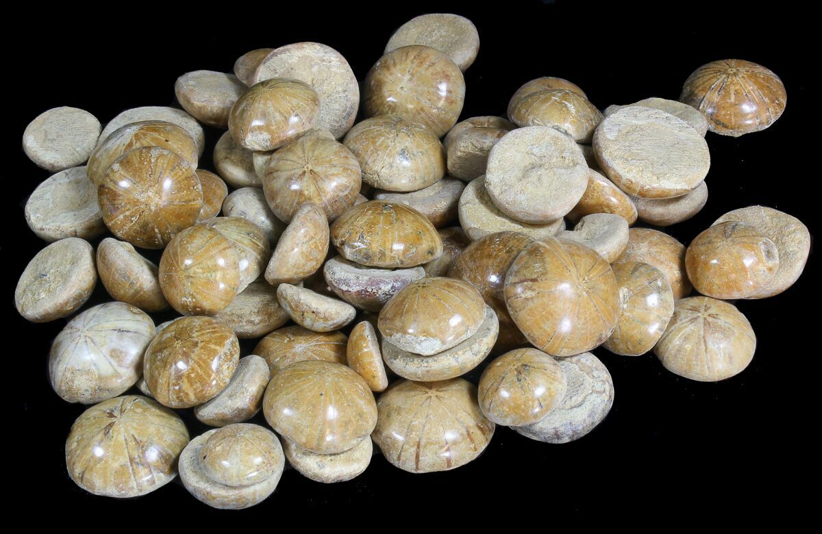 Bulk Polished Small Sand Dollars - Single Specimen For Sale - FossilEra.com