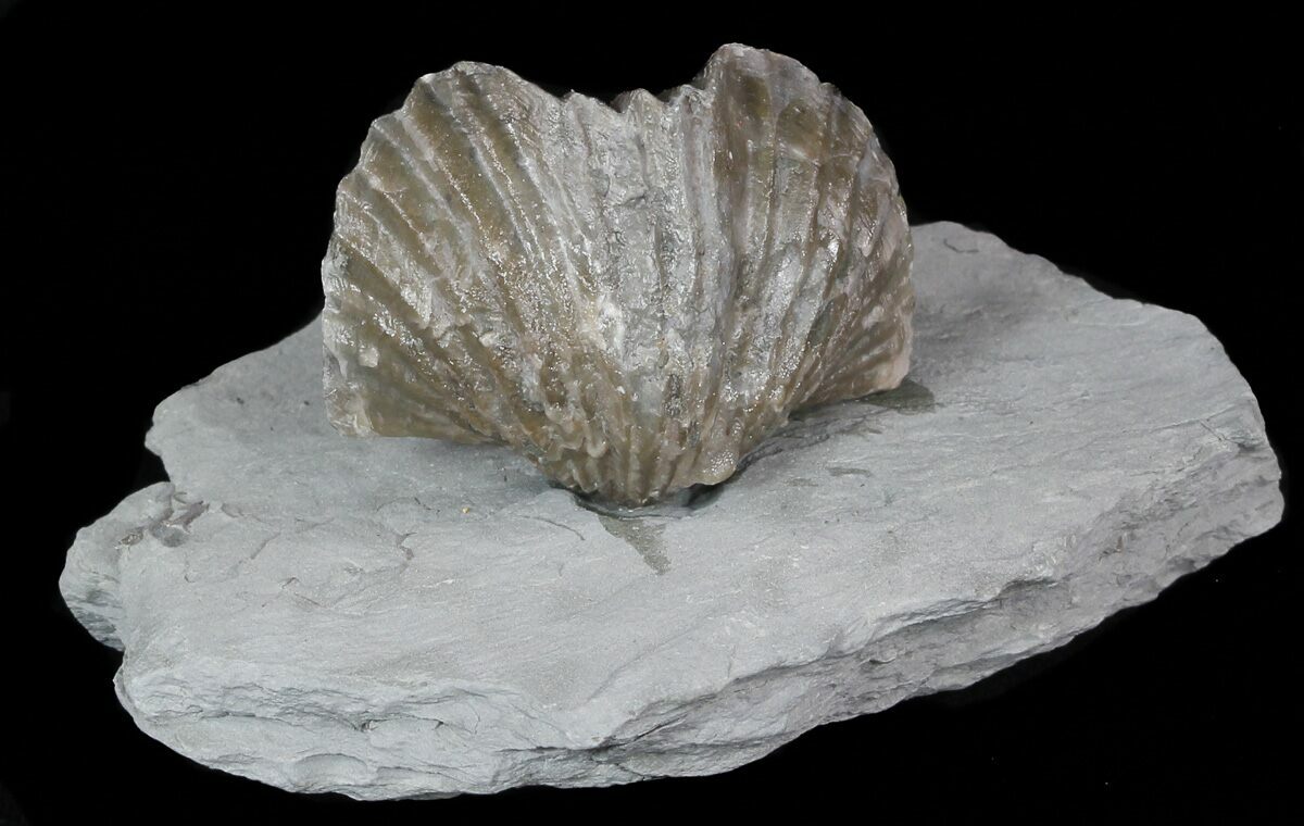 Bulk: Fossil Brachiopods From Kentucky - Single Specimen For Sale ...