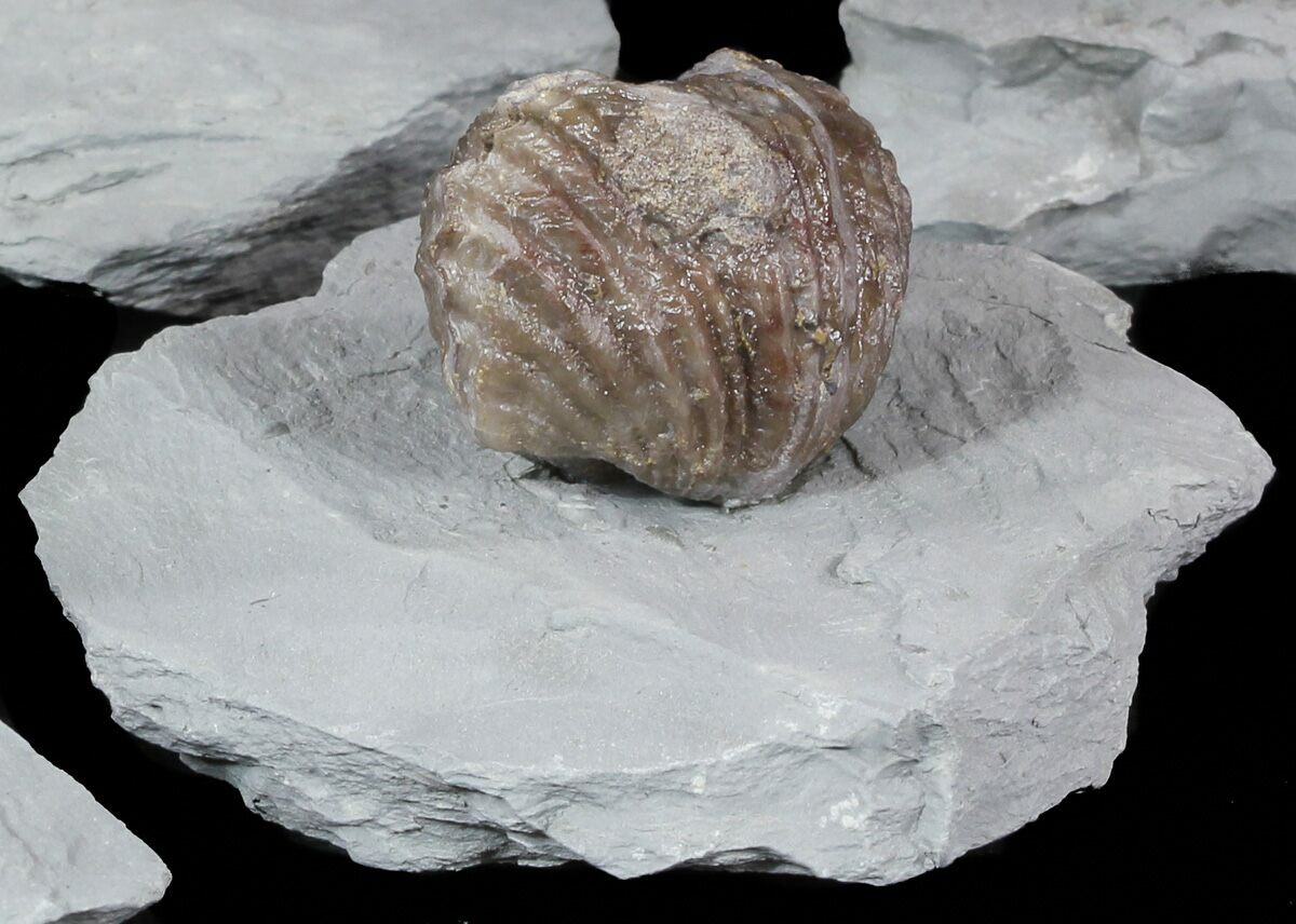 Bulk: Fossil Brachiopods From Kentucky - Single Specimen For Sale ...