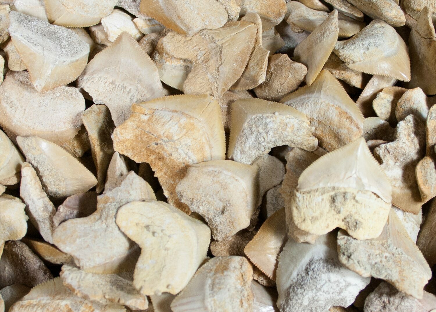 Bulk Fossil Squalicorax (Crow Shark) Teeth - 25 Pack For Sale ...
