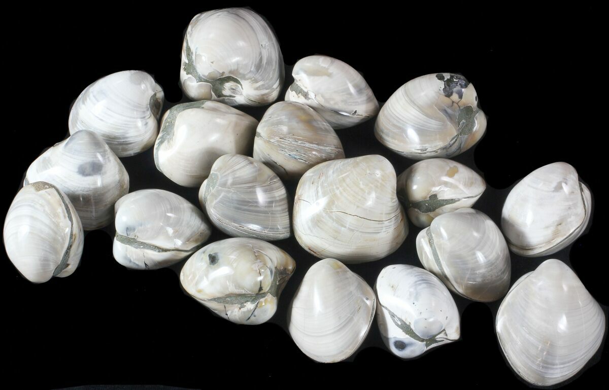 Bulk Polished Cretaceous Fossil Clams - Single Specimen For Sale ...