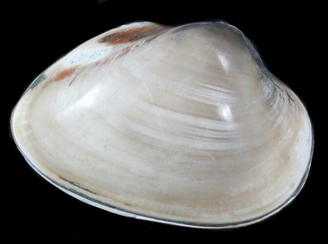 1 1/4 to 1 1/2" Polished, Cretaceous Fossil Clams For Sale - FossilEra.com