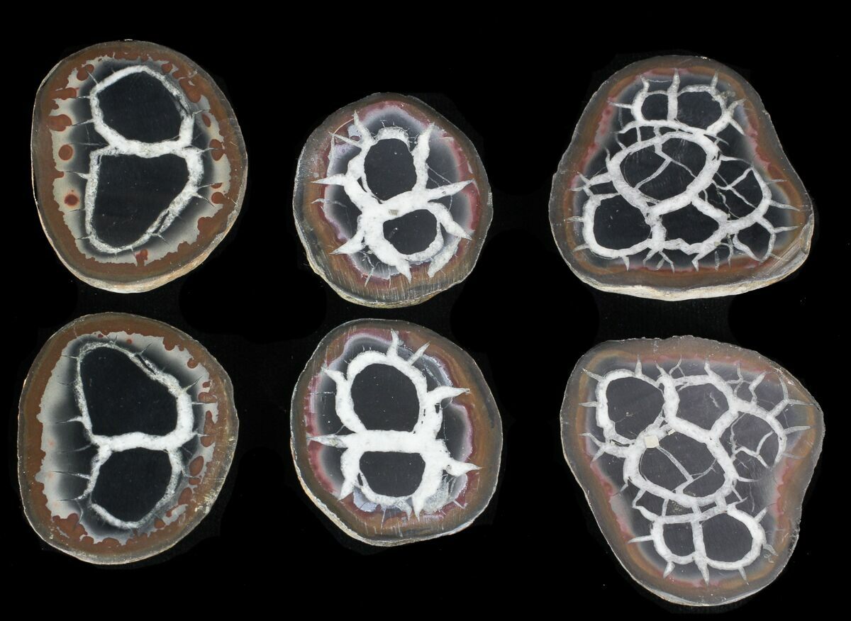 1" Cut and Polished Septarian Nodules For Sale - FossilEra.com