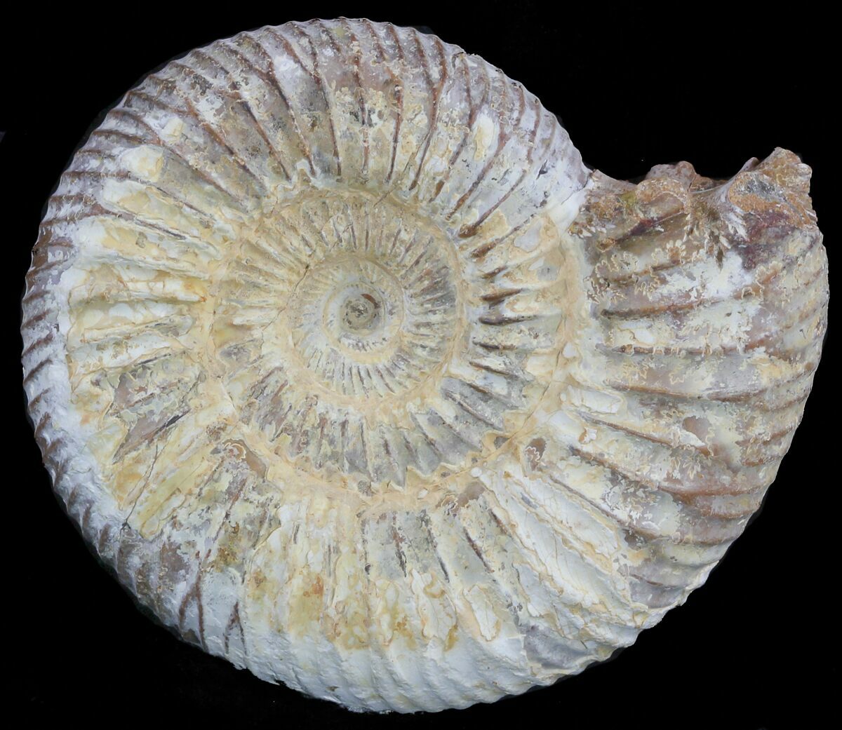 2 1/2" Perisphinctes Ammonites Fossils - Madagascar For Sale ...