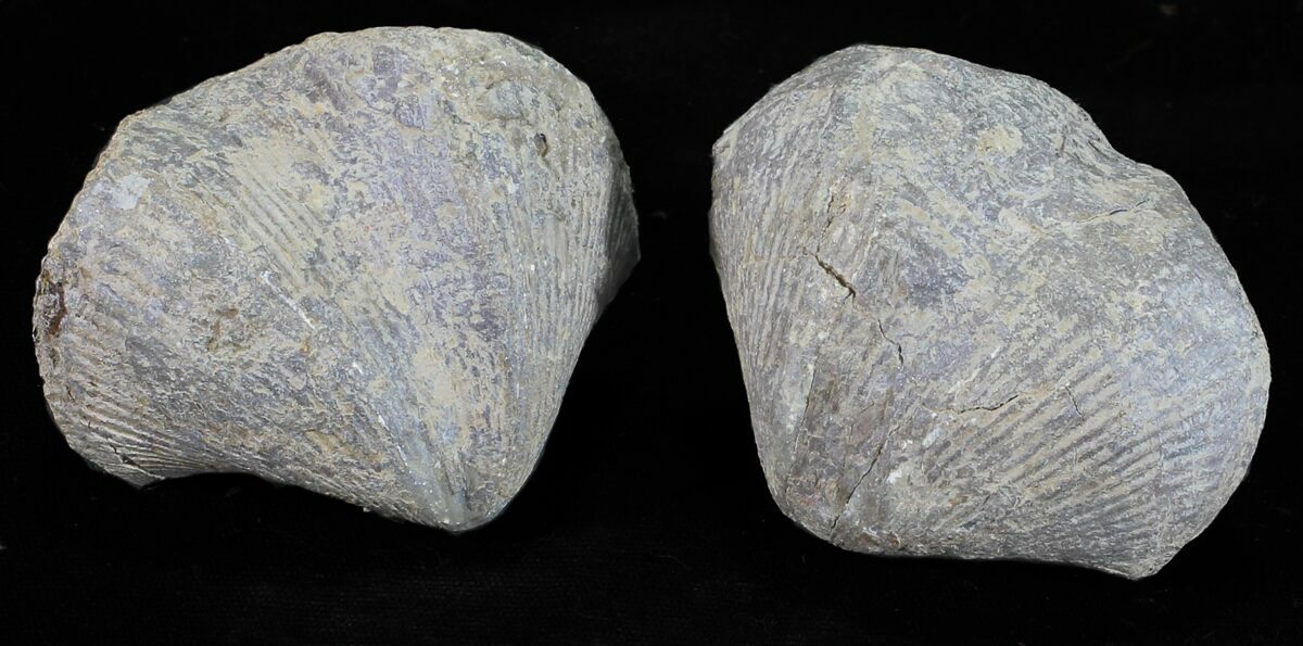 Fossil Brachiopod from Germany - Single Specimen For Sale - FossilEra.com