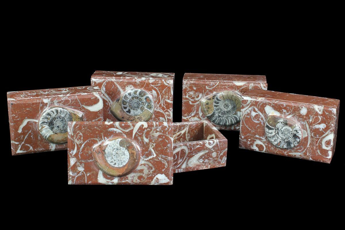 5" Fossil Goniatite Jewelry Boxes For Sale - FossilEra.com