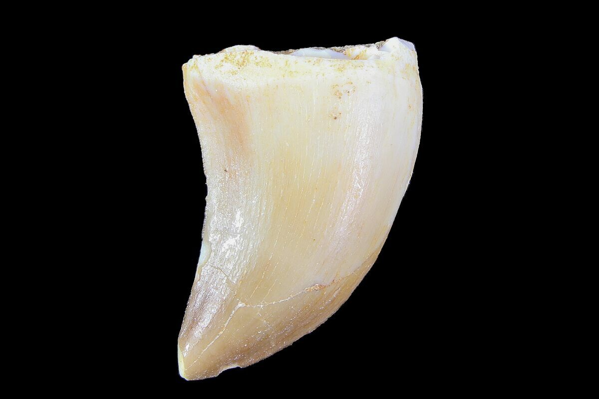 Wholesale Lot: Small Fossil Mosasaur Teeth - 100 Pieces For Sale ...