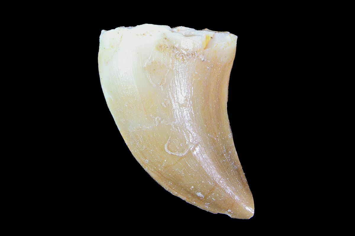 Wholesale Lot: Small Fossil Mosasaur Teeth - 100 Pieces For Sale ...