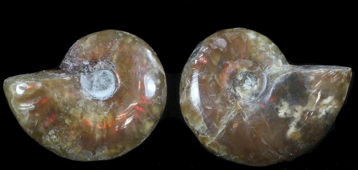 Flashy Red Ammonites Fossils (Back In Stock) - 5 Pieces For Sale ...