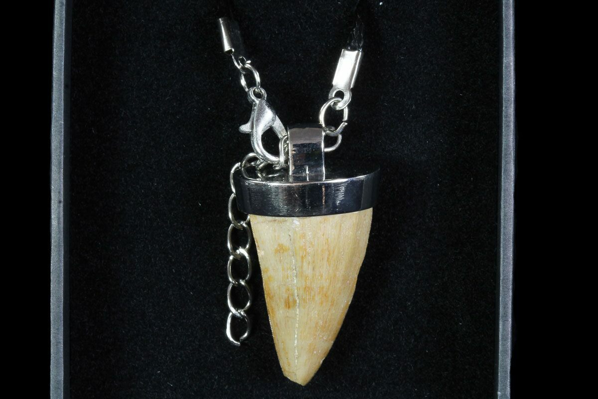 Authentic Fossil Mosasaur Tooth Necklace For Sale - FossilEra.com