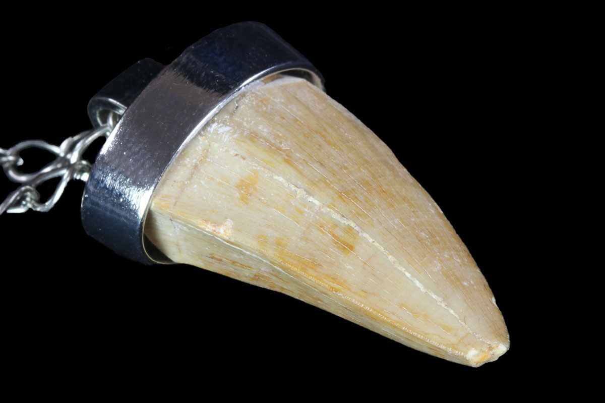 Authentic Fossil Mosasaur Tooth Necklace For Sale - FossilEra.com