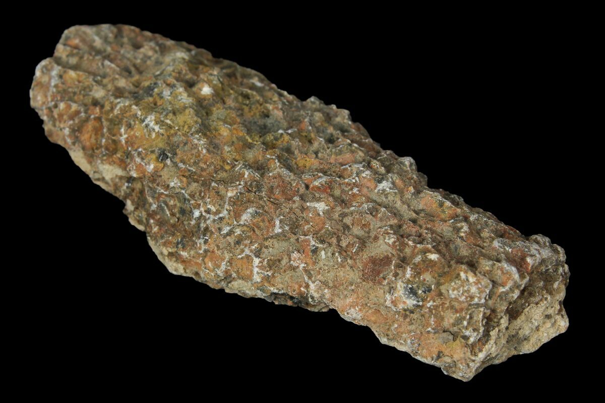 1 1/2 to 2" Devonian, Fossil Tabulate Coral Pieces For Sale - FossilEra.com