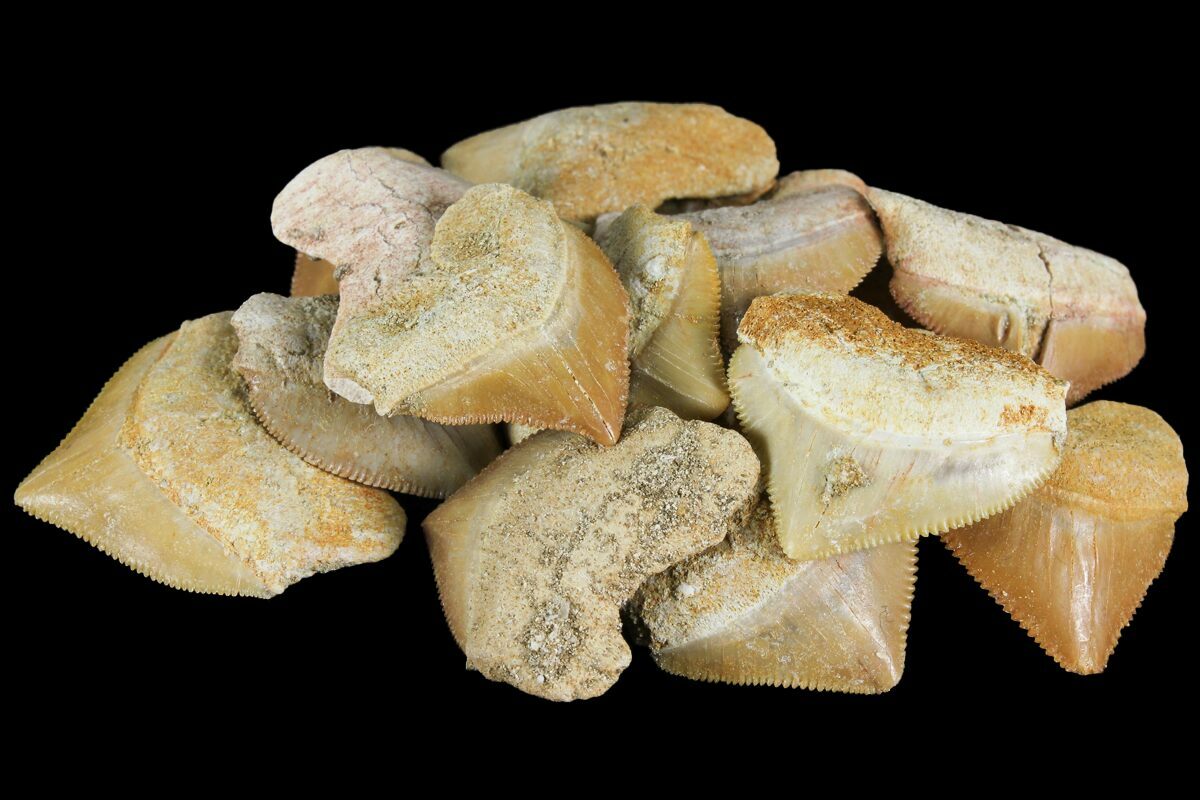 Wholesale Lot: Fossil Crow Shark (Squalicorax) Teeth - 100 Pieces For ...