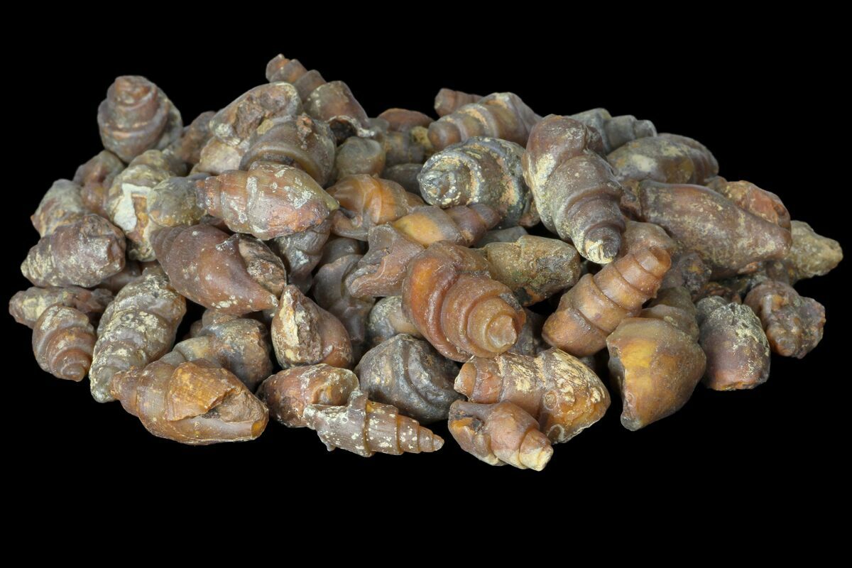 Wholesale: Agatized Fossil Gastropods - 100 Pieces For Sale - FossilEra.com