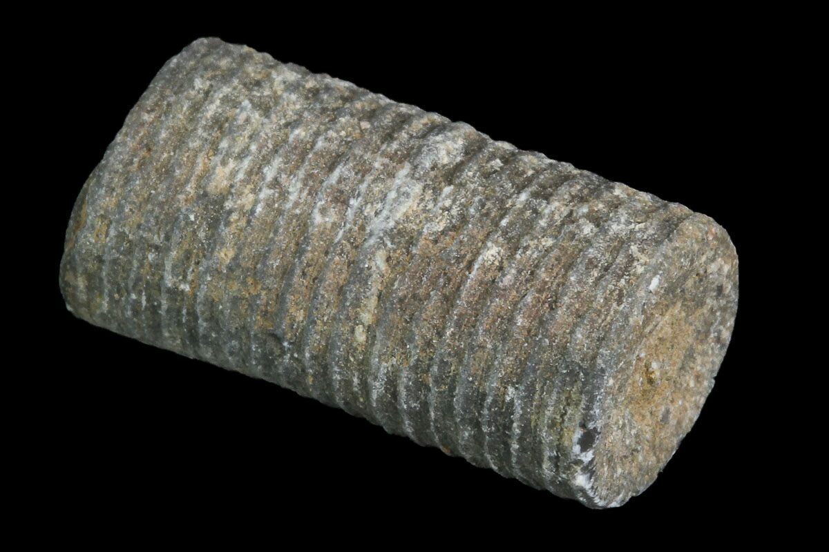Devonian Crinoid Stems - 3oz (~50 pieces) For Sale - FossilEra.com