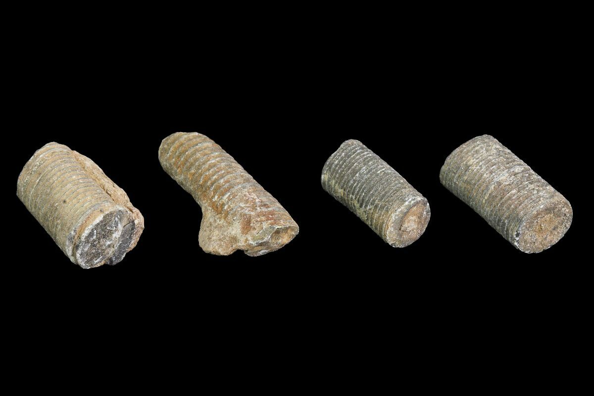 Devonian Crinoid Stems - 3oz (~50 pieces) For Sale - FossilEra.com