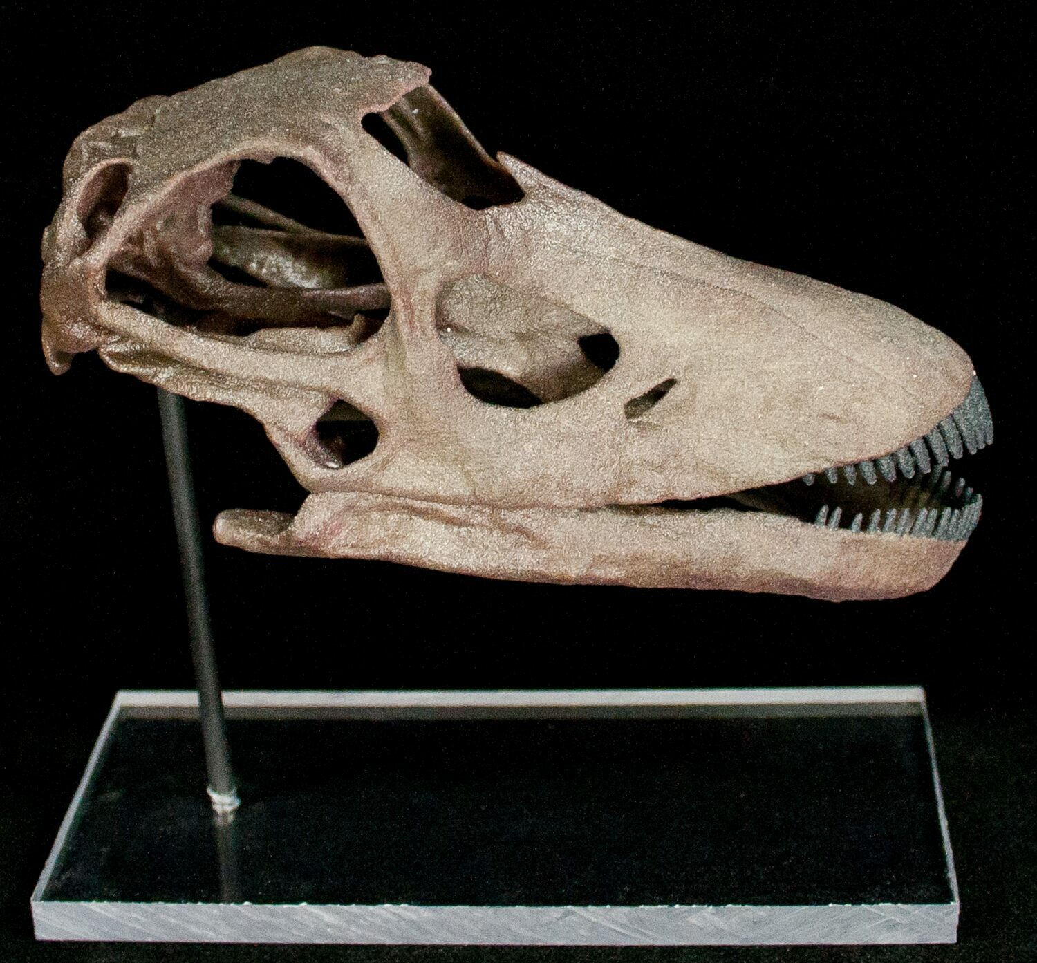 Miniature 3D Printed Diplodocus Skull Replica For Sale - FossilEra.com