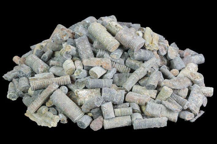 1 LB Fossil Crinoid Stems - ~300 Pieces For Sale - FossilEra.com