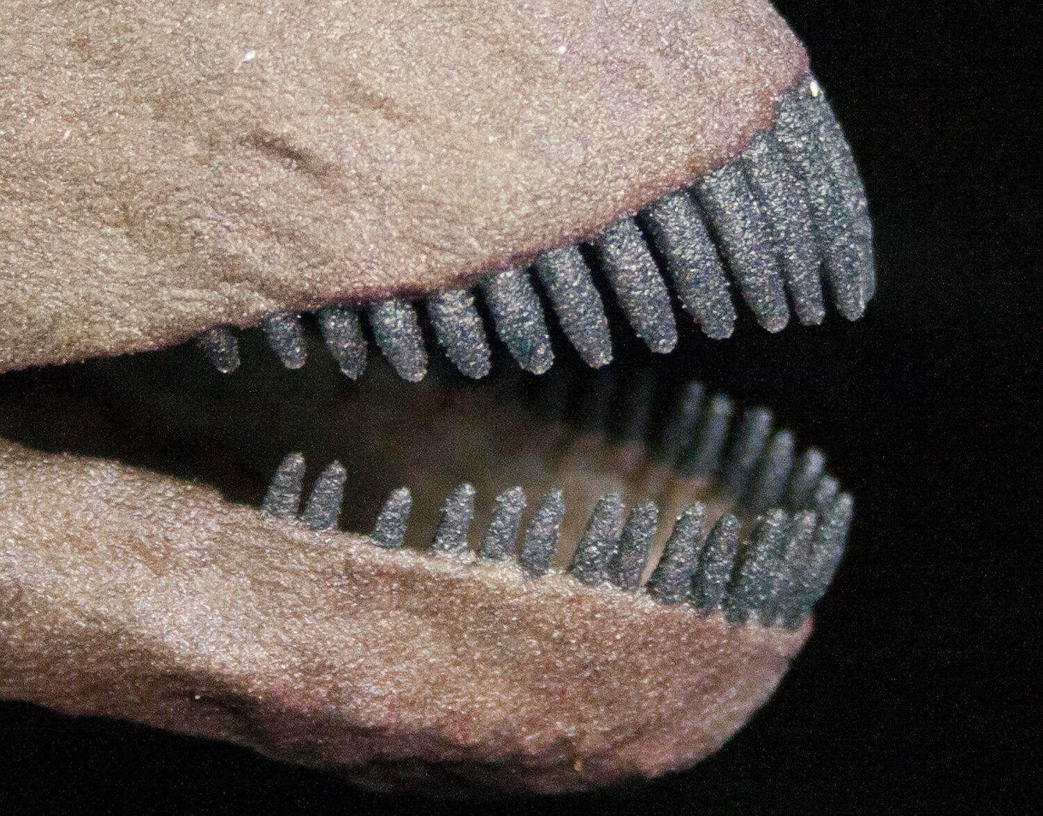 Model Of Diplodocus Skull Paleontology Lab Science